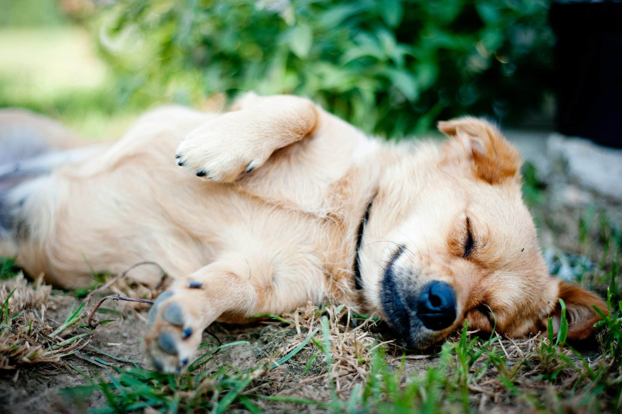 9 Reasons Your Dog Sleeps So Much (And When to Worry!) - iHeartDogs.com