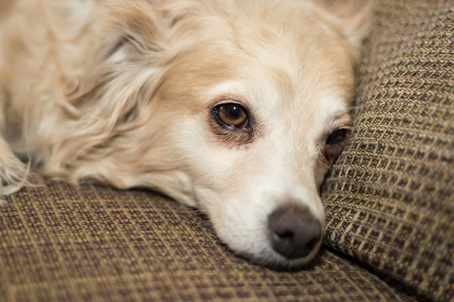 13 Reasons Your Dog Is Acting Strange All Of A Sudden - iHeartDogs.com