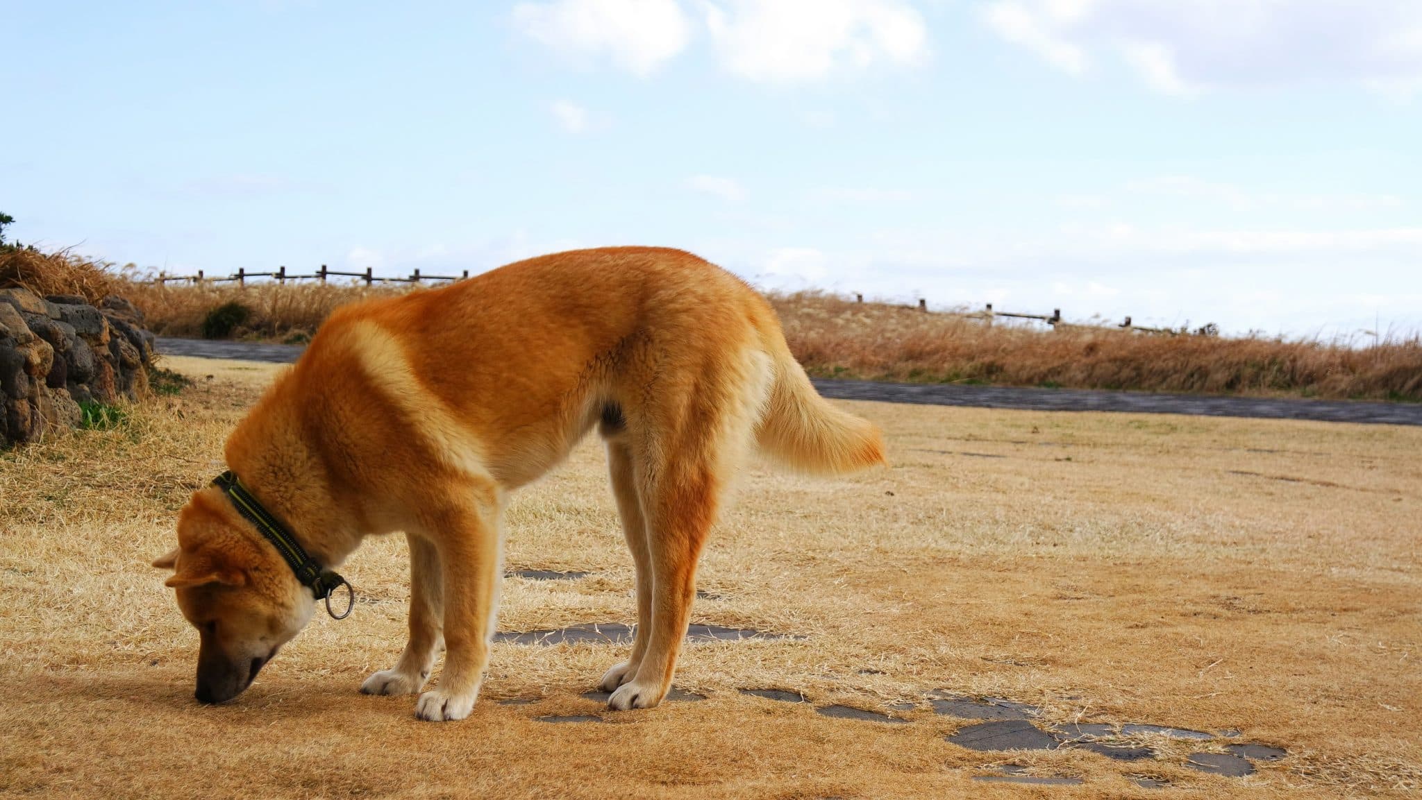 11 Things Your Dog’s Tail Movements Are Trying To Tell You - iHeartDogs.com