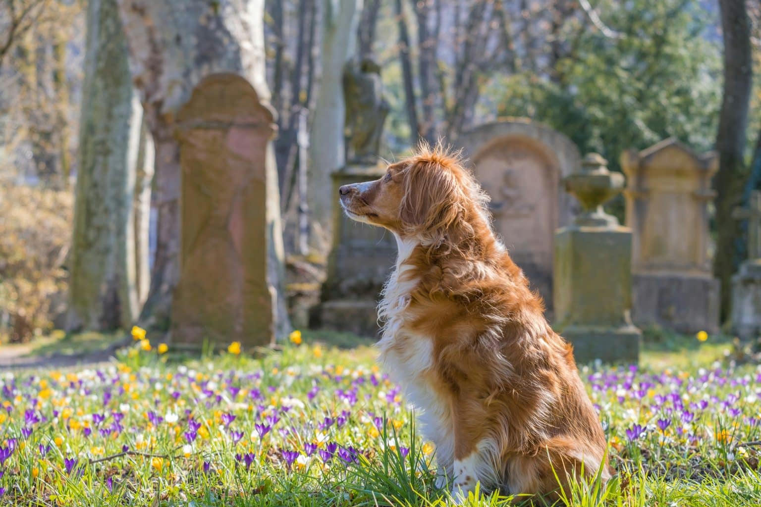 15 Beautiful Ways To Say Goodbye To Your Dog When The Time Comes ...