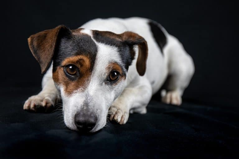 15 Dog Breeds That Have Been The Face Of Famous Brands & Mascots ...