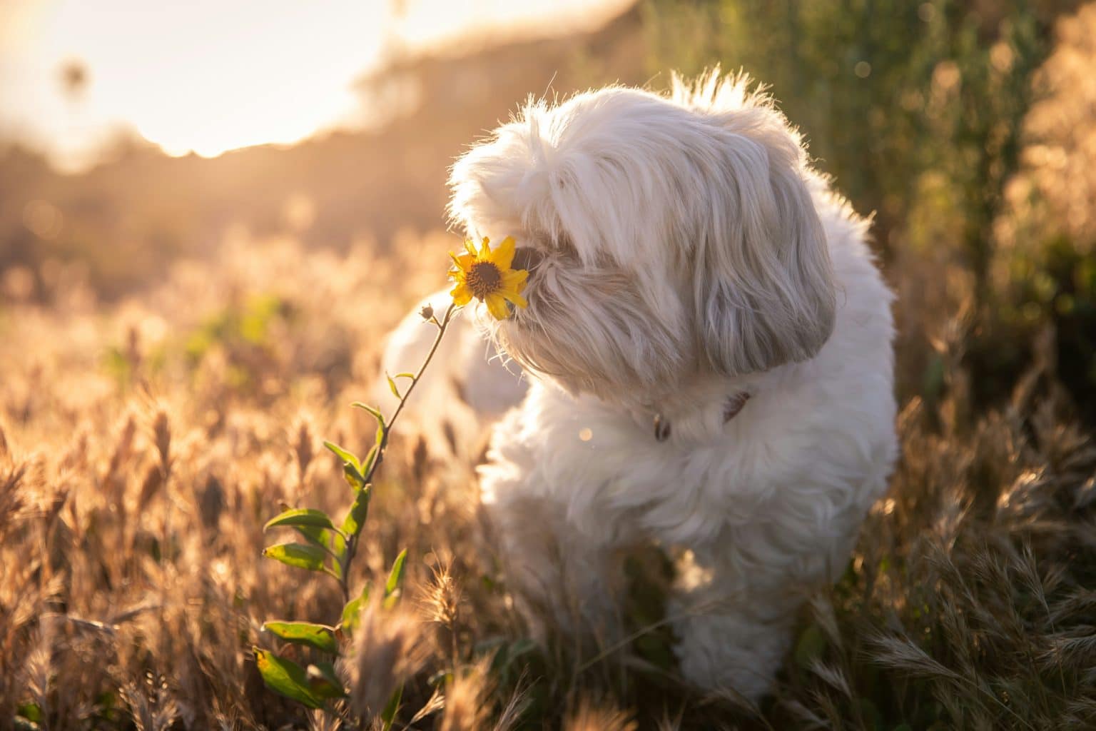15 Beautiful Ways To Say Goodbye To Your Dog When The Time Comes ...