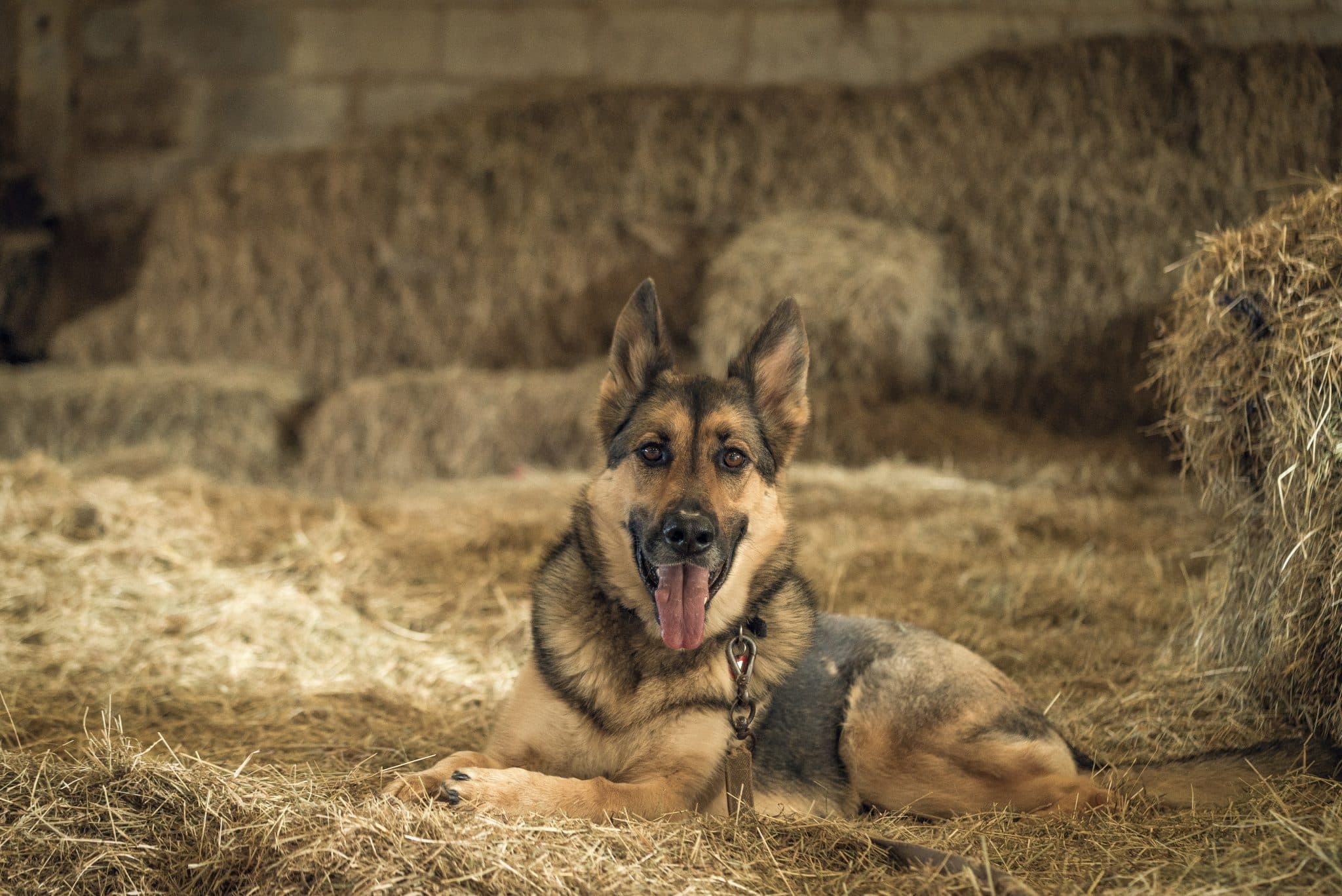 9 Unbelievable Stories of Dogs Who Saved Their Owners’ Lives ...