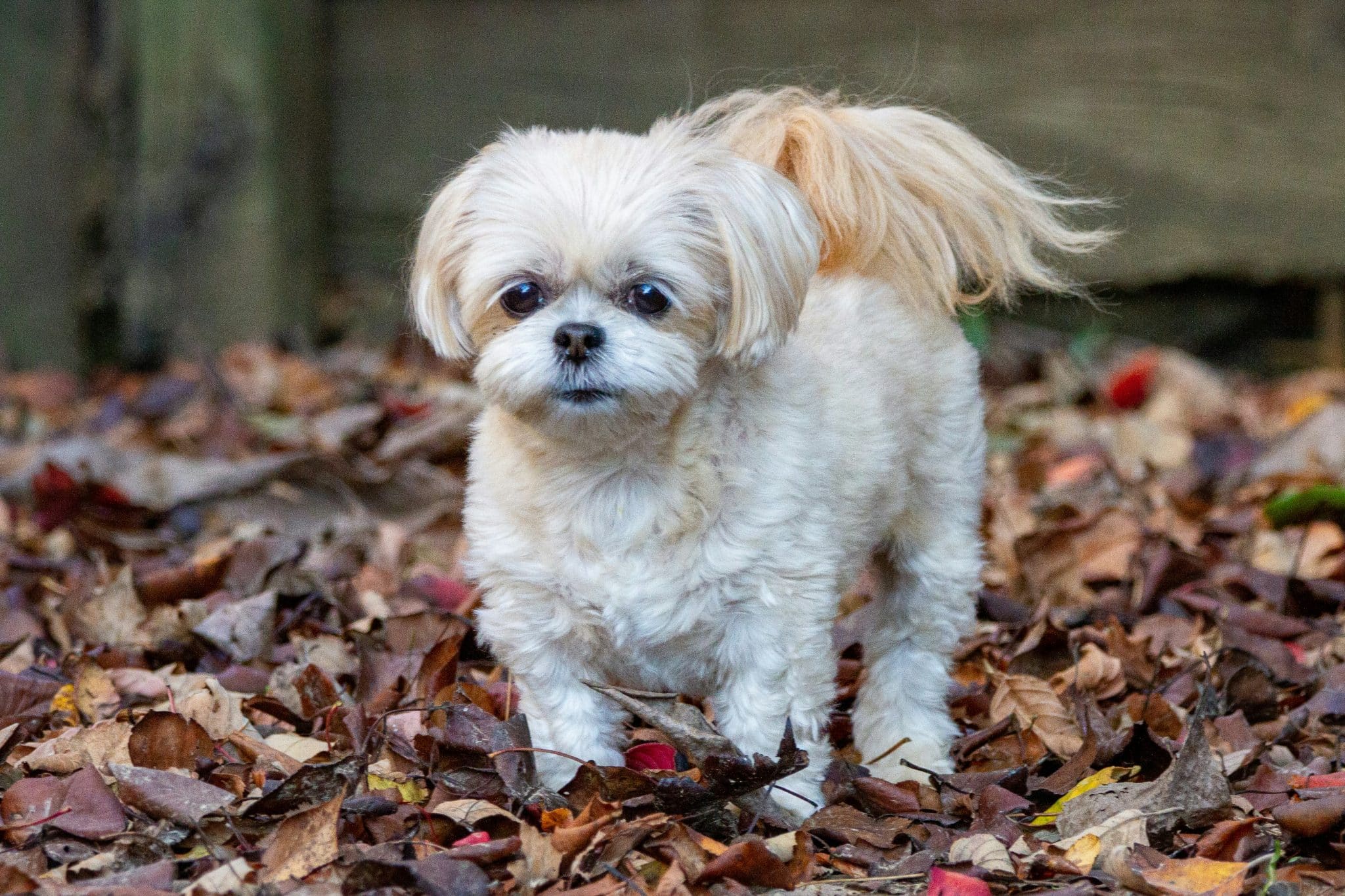 Top 15 Dog Breeds That Defined the Early 2000s—Do You Remember Them ...