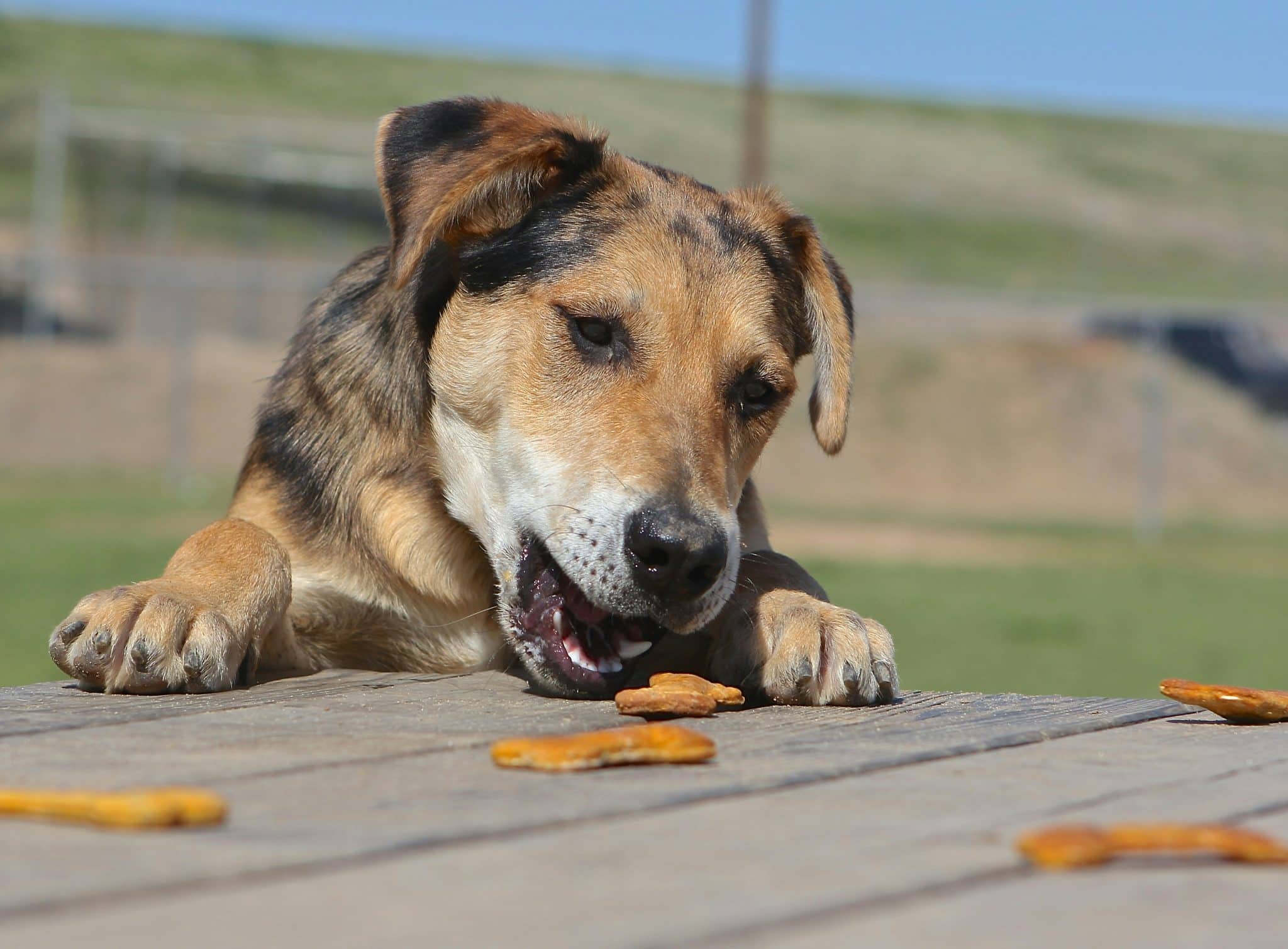 13 Reasons Your Dog Is Acting Strange All Of A Sudden - iHeartDogs.com