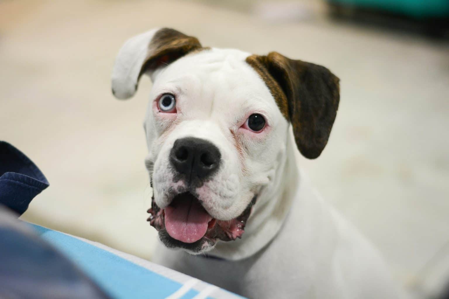 13 Ultimate Loving Dog Breeds That Will Steal Your Heart (And Your Bed ...