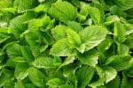 7 Calming Herbs That Naturally Relieve Stress in Dogs - iHeartDogs.com