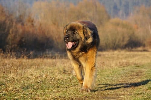 15 Best Large Dog Breeds That Are Surprisingly Great for Apartments ...
