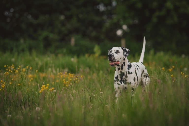 15 Best Medium-Sized Dog Breeds For The Perfect Balance - iHeartDogs.com