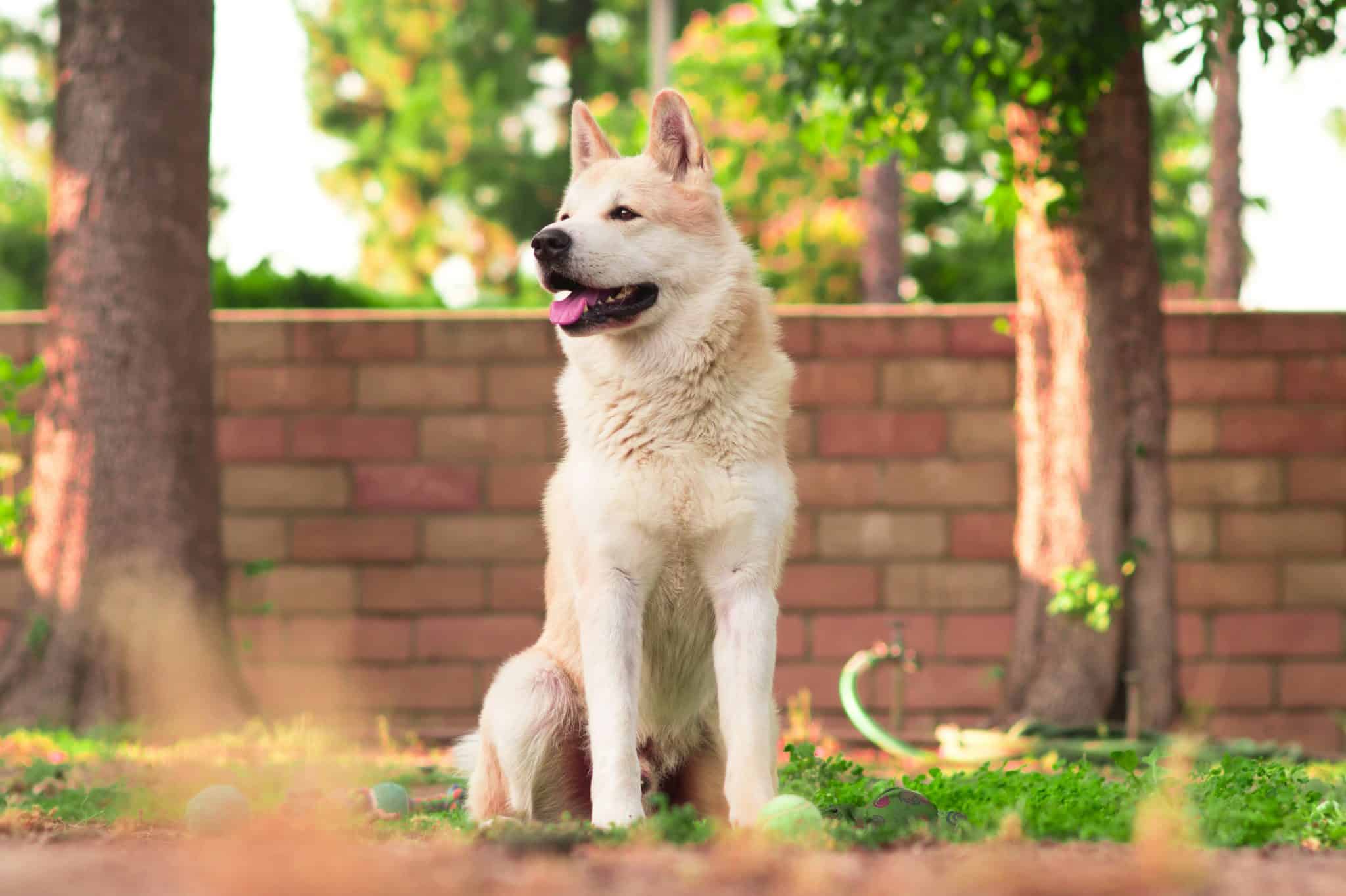 Top 15 Dog Breeds That Were Popular in Ancient Rome—And Still Exist ...