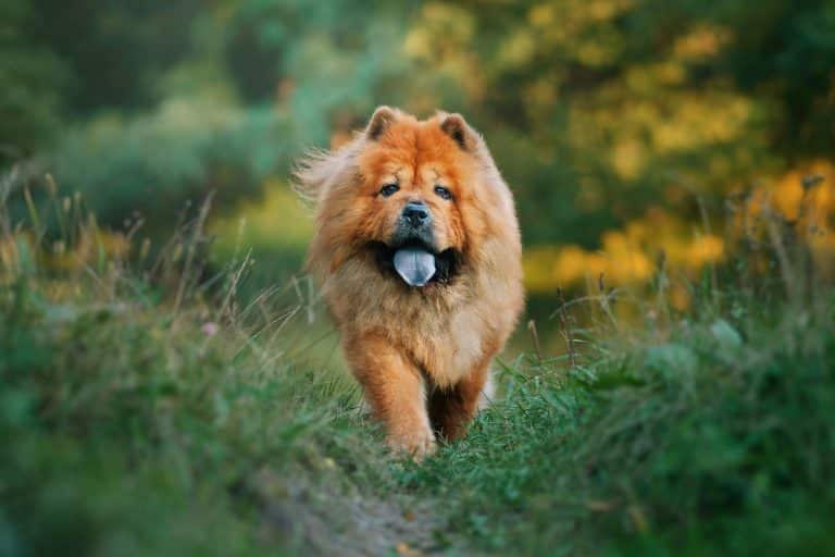 15 Best Medium-Sized Dog Breeds For The Perfect Balance - iHeartDogs.com