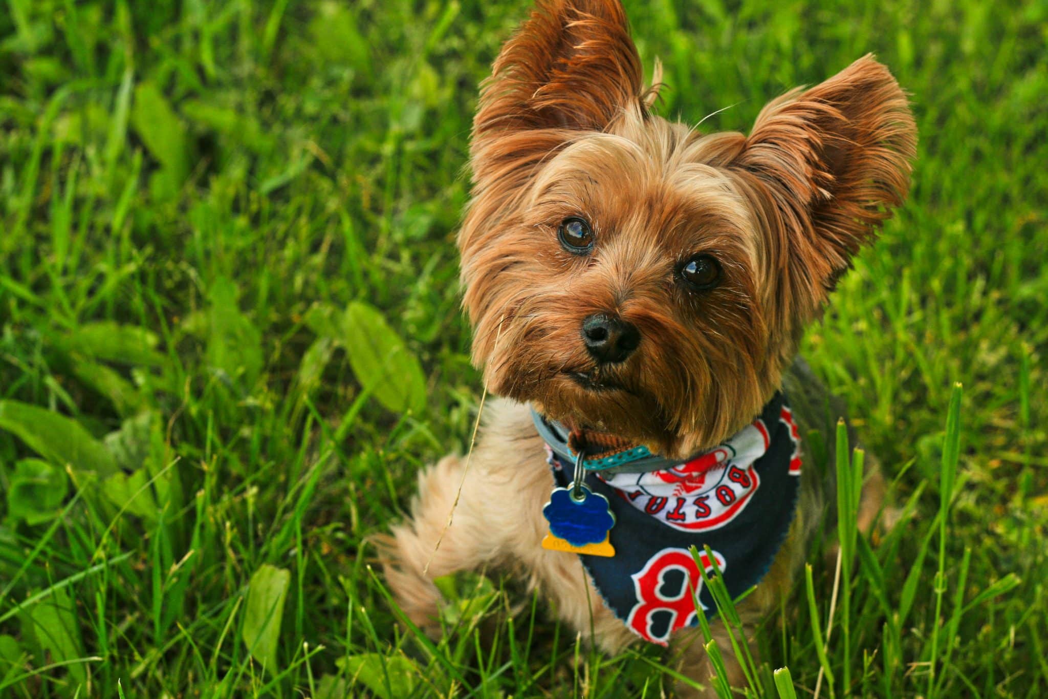11 Small Dog Breeds Who Run the Show - iHeartDogs.com