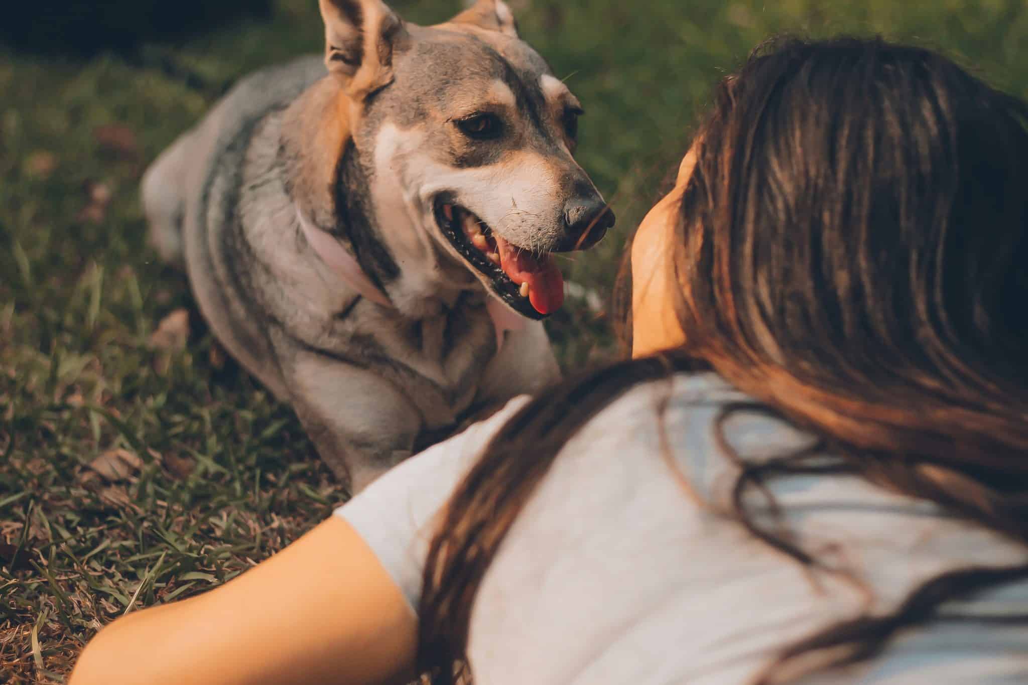 13 Signs Your Dog Can Actually Read Your Emotions - iHeartDogs.com
