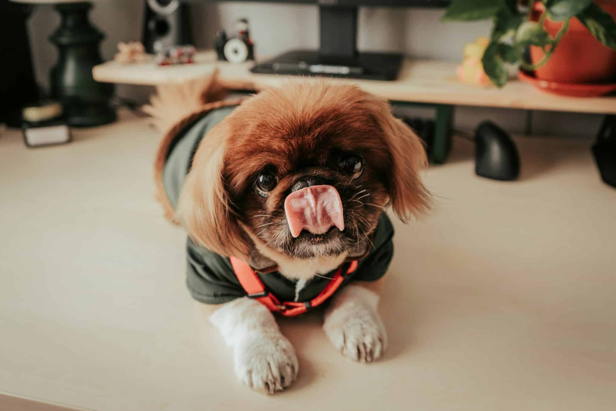 11 Incredible Ways Dogs Learn To Adapt and Thrive - iHeartDogs.com