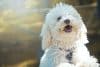 11 Things Your Dog Would Want You To Know After They’ve Gone ...