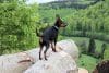 Top 11 Small But Mighty Dog Breeds That Have The Hearts Of Warriors ...