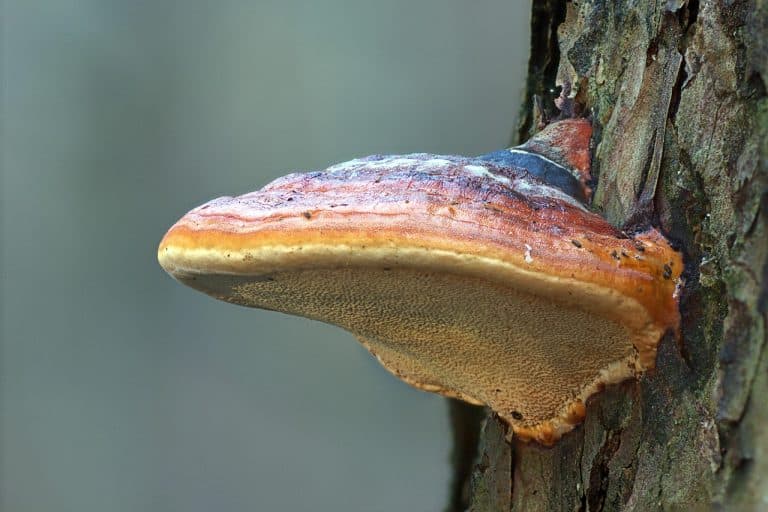 5 Remarkable Mushroom Varieties That Support Canine Immune Systems ...