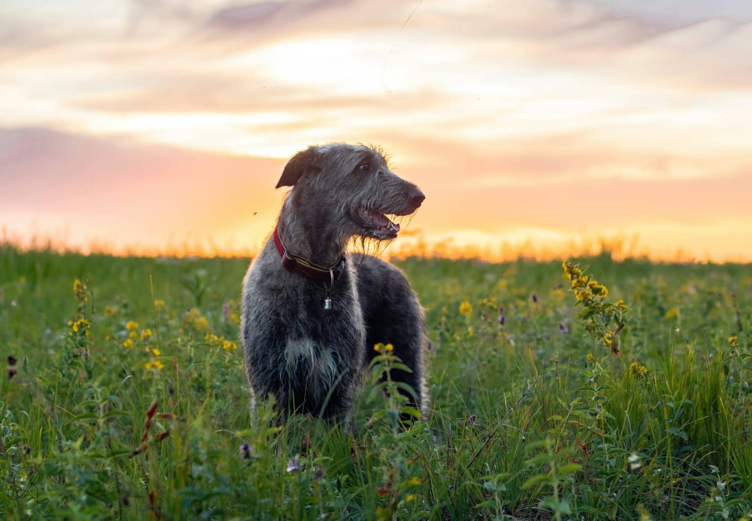 Top 15 Dog Breeds That Were Popular in Ancient Rome—And Still Exist ...