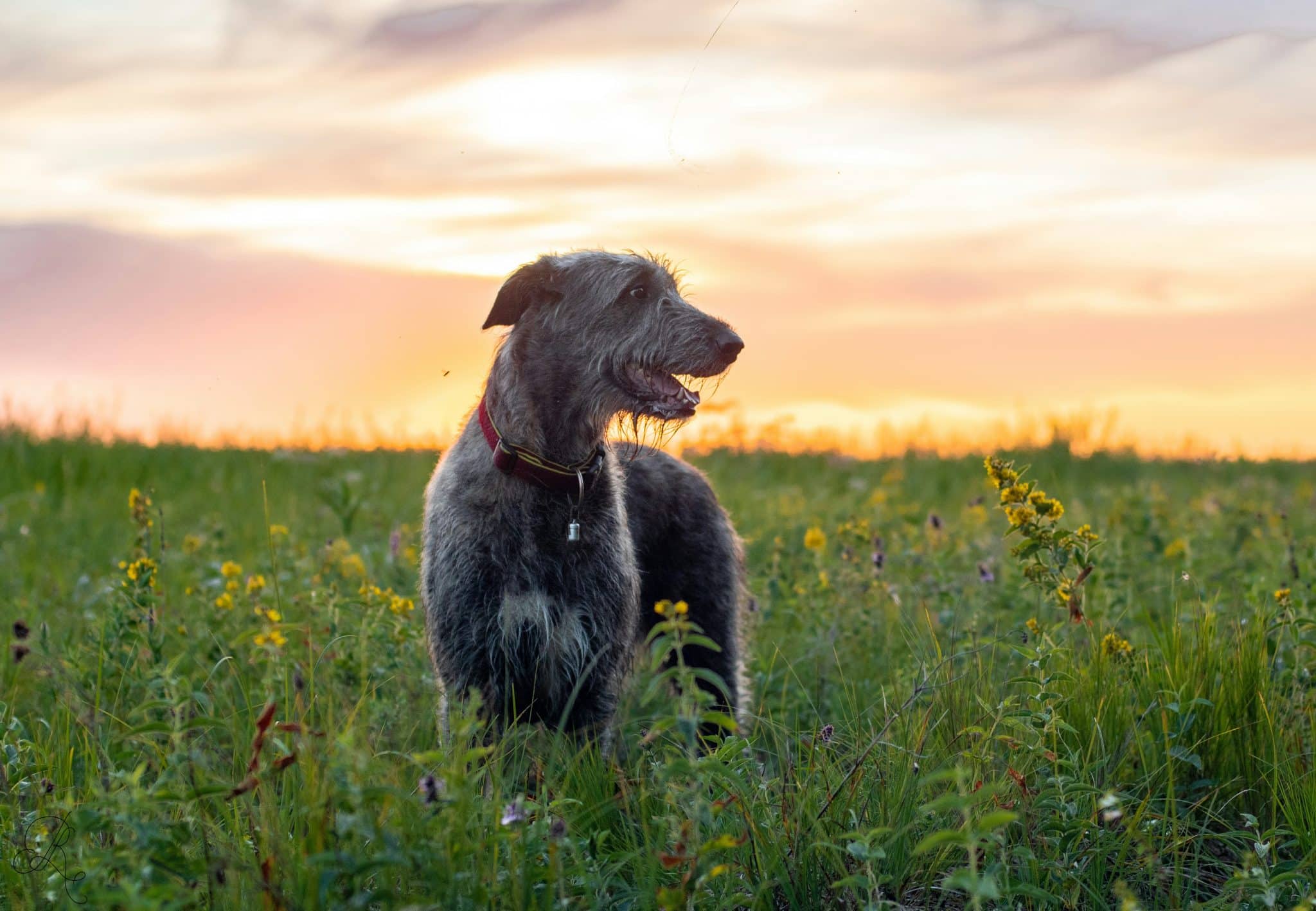 Top 15 Dog Breeds That Were Popular in Ancient Rome—And Still Exist ...