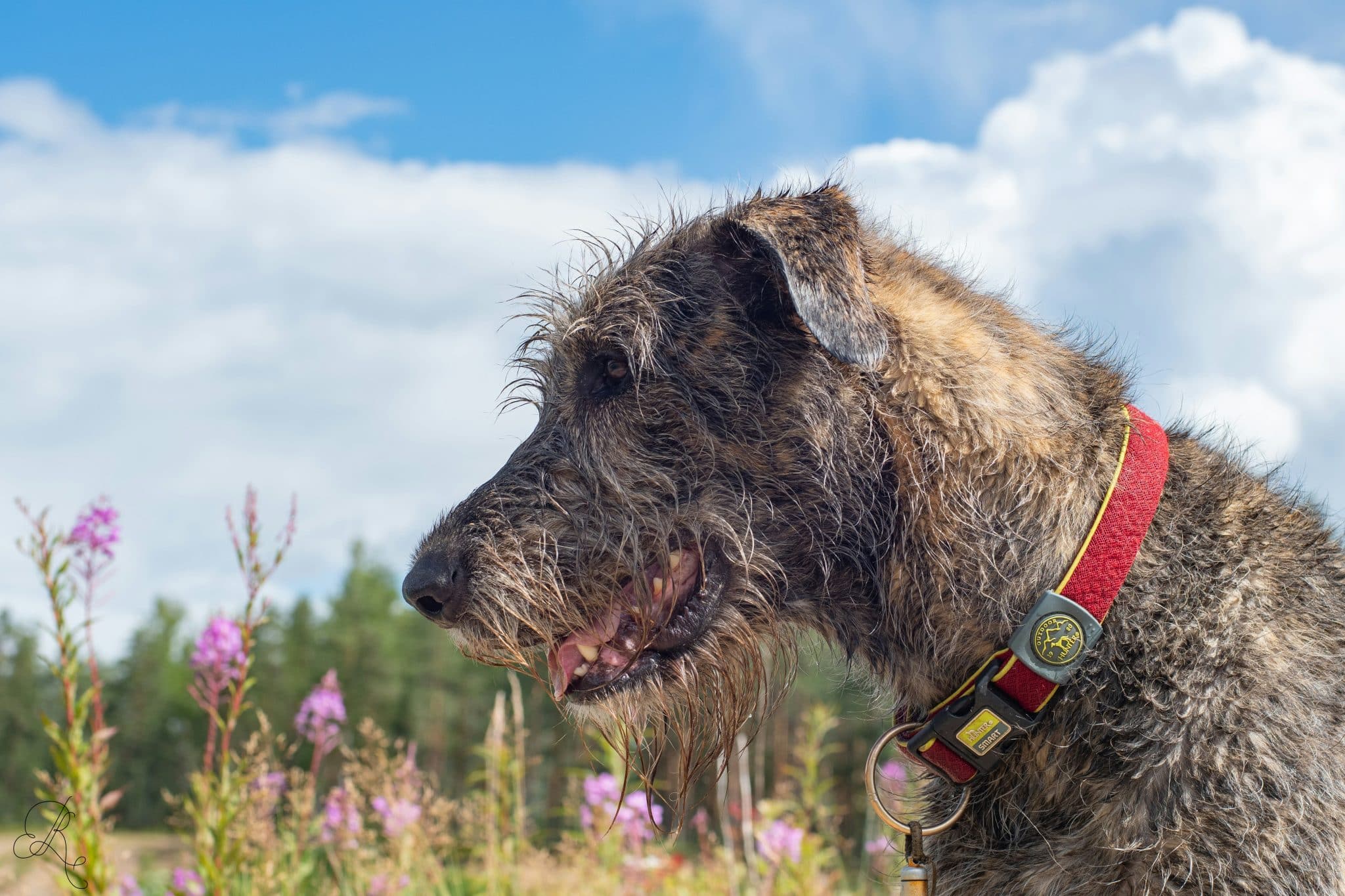 15 Dog Breeds That Would Be The Best Companions In Red Dead Redemption ...