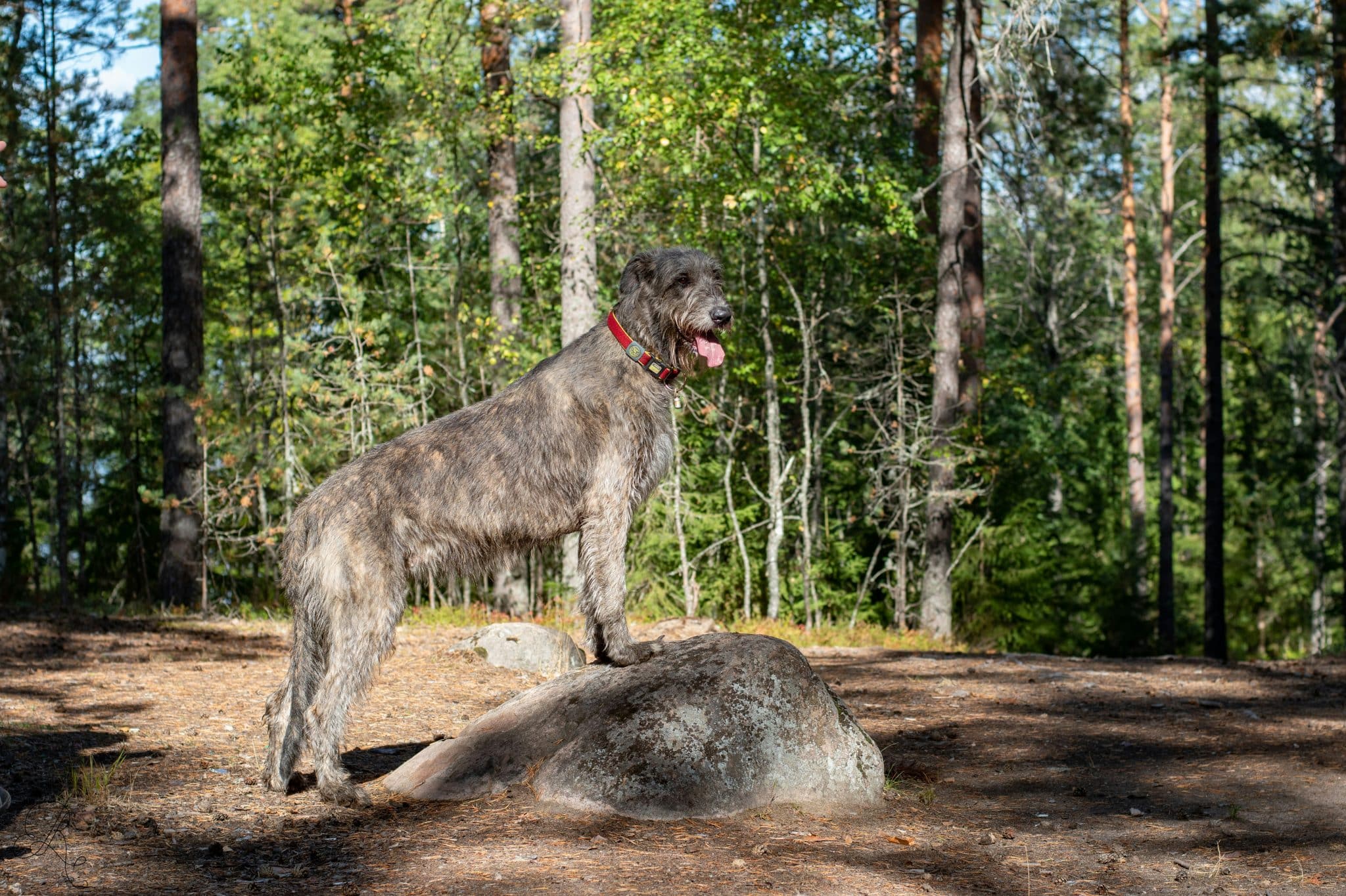 Top 15 Dog Breeds That Were Popular in Ancient Rome—And Still Exist ...