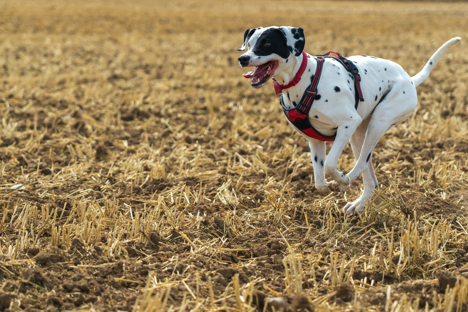 11 Things Your Dog’s Tail Movements Are Trying To Tell You - iHeartDogs.com