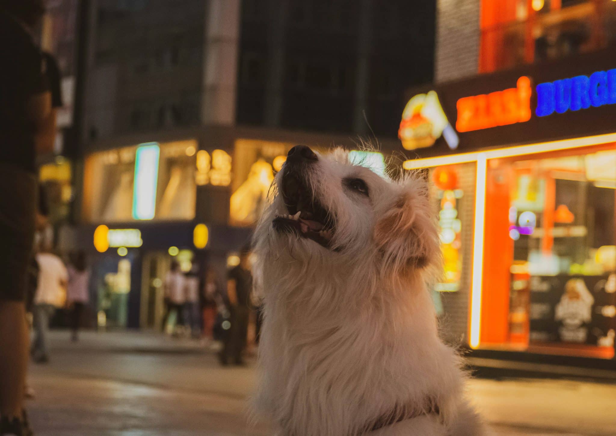 11 Incredible Ways Dogs Learn To Adapt and Thrive - iHeartDogs.com