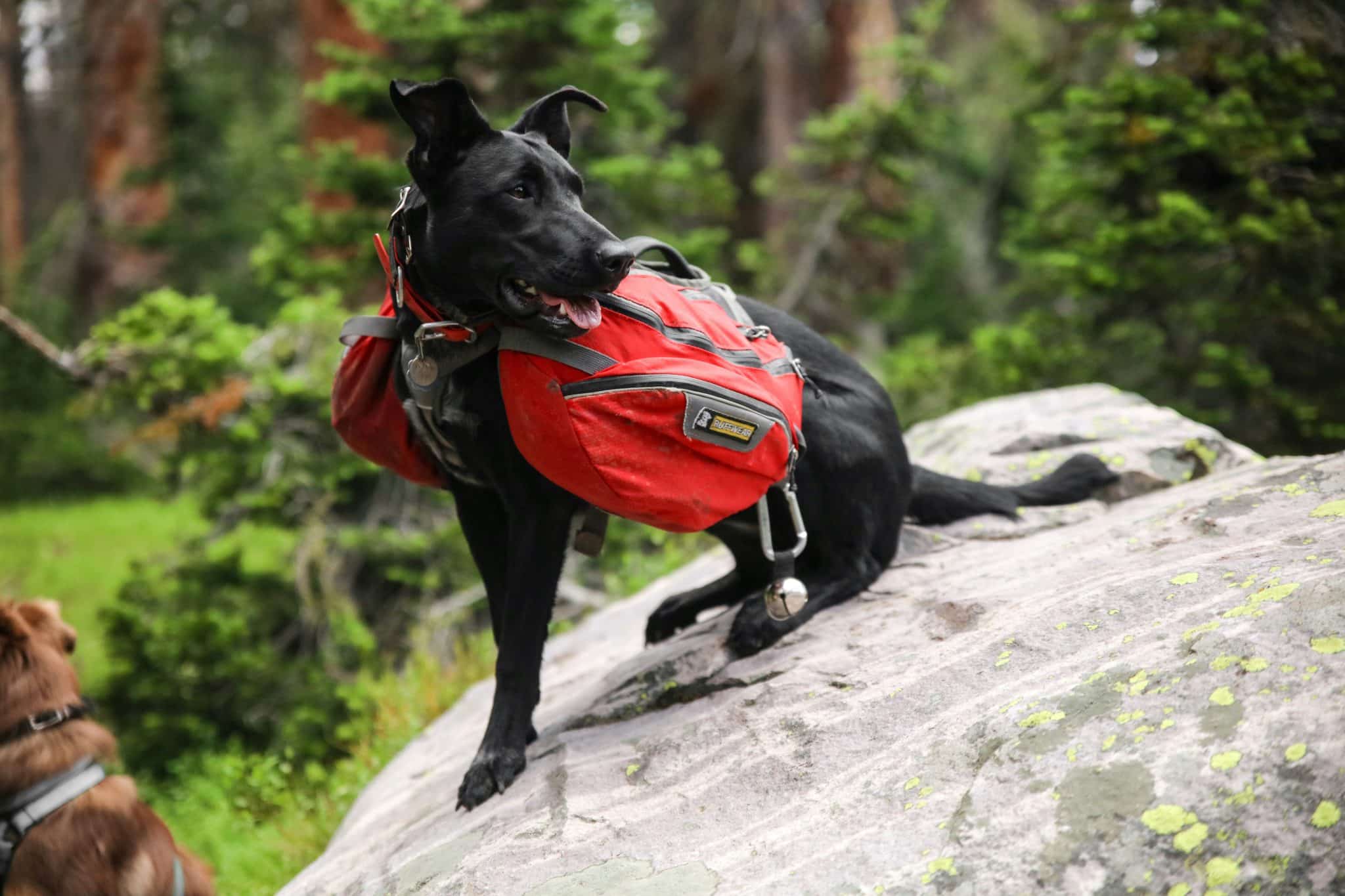 11 Incredible Ways Dogs Learn To Adapt and Thrive - iHeartDogs.com