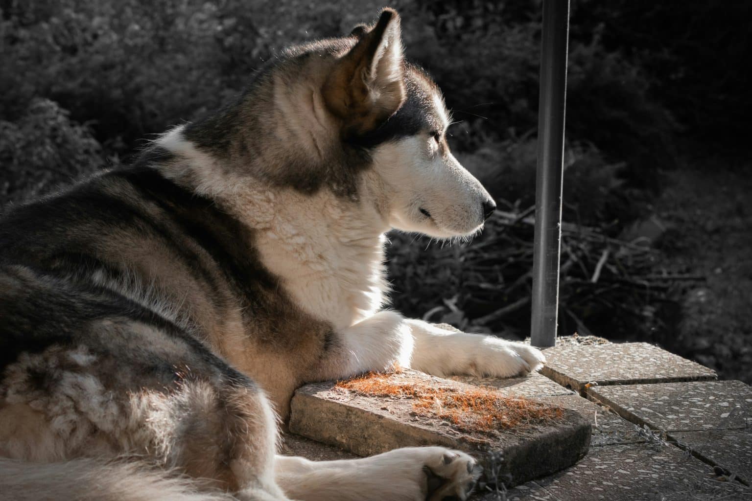 13 Reasons Your Dog Is Acting Strange All Of A Sudden - iHeartDogs.com