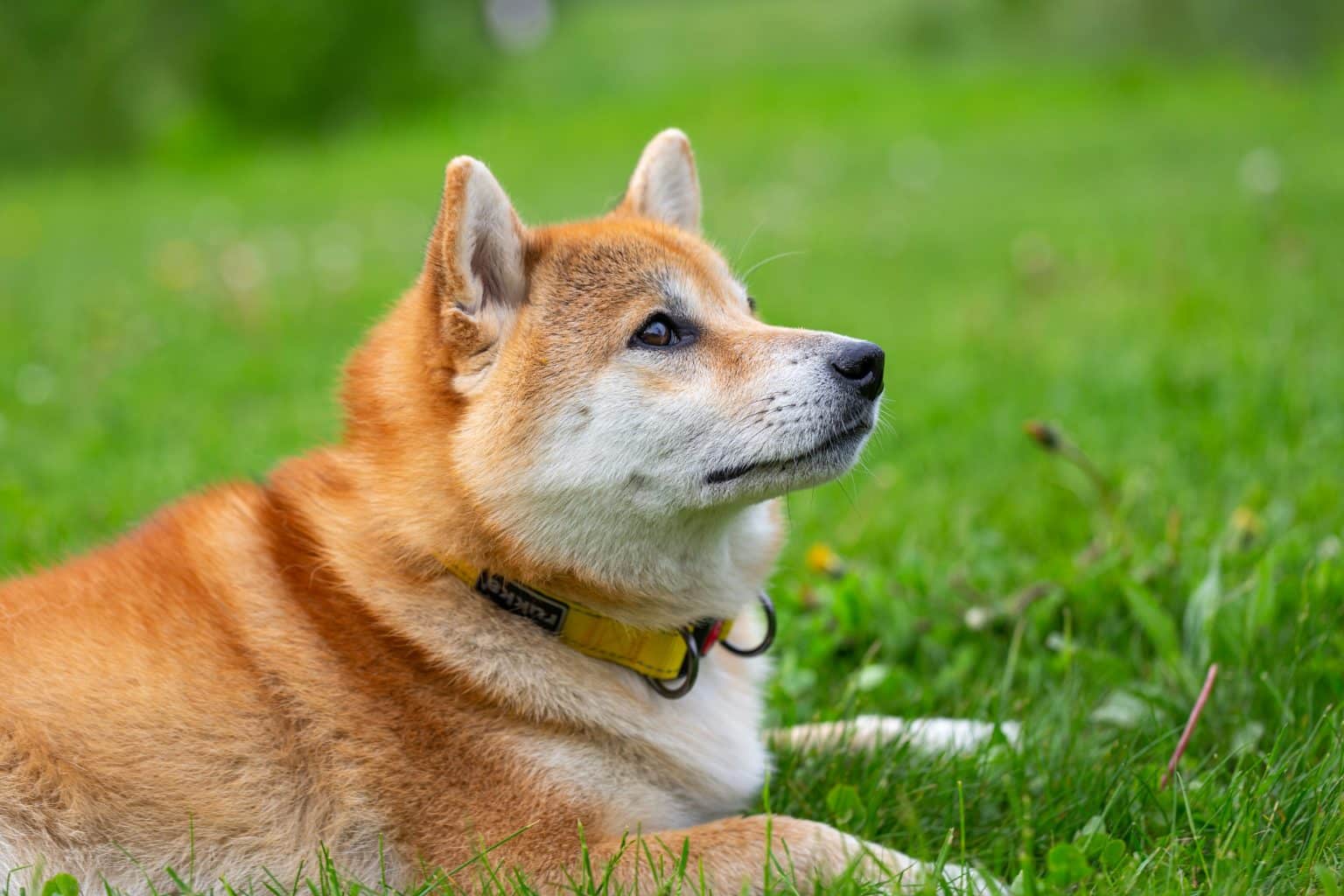 13 Small Dog Breeds That Are Basically Big Dogs in Tiny Bodies ...