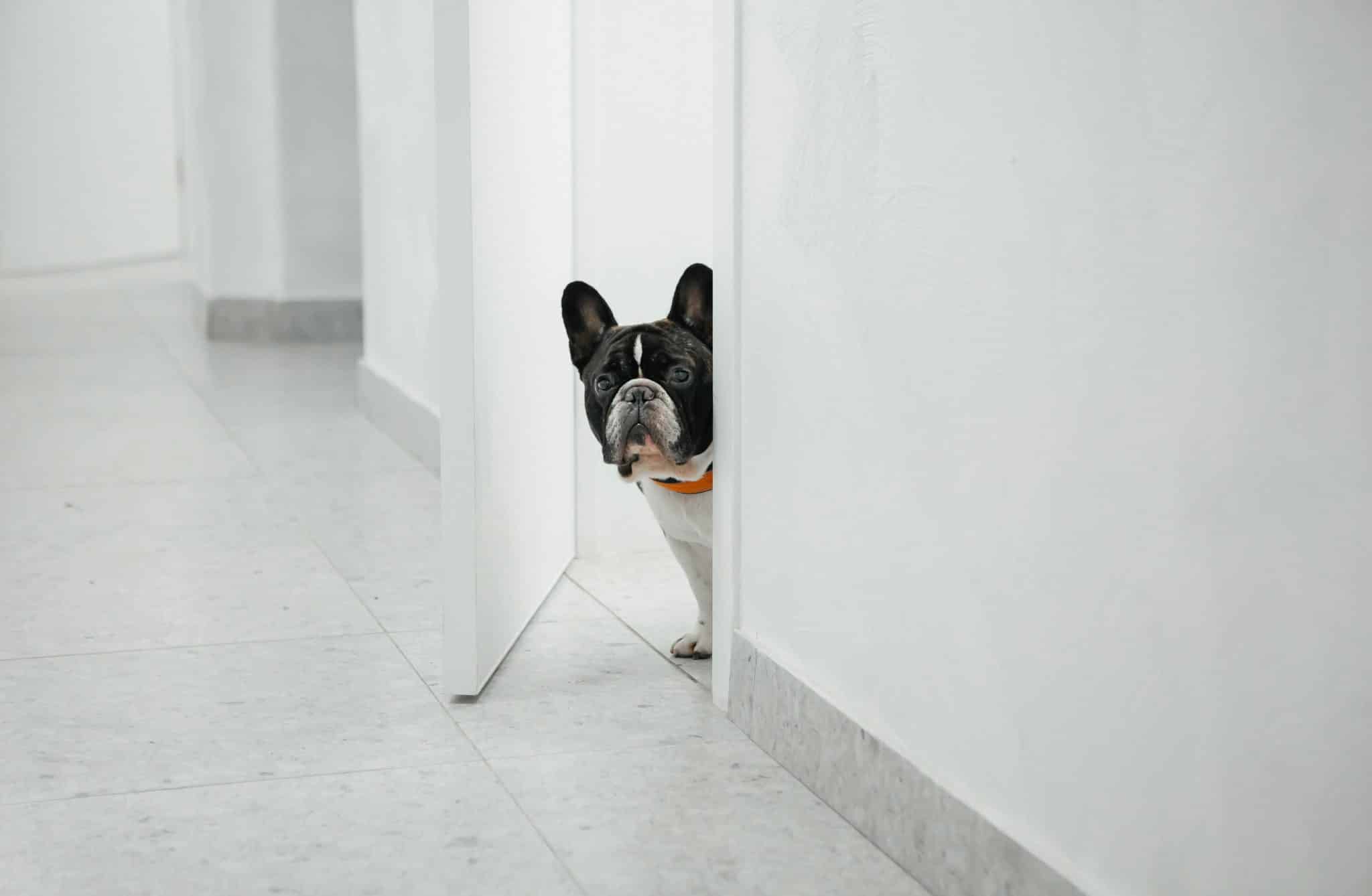 13 Signs Your Dog Knows When Something Is Wrong (Before You Do ...