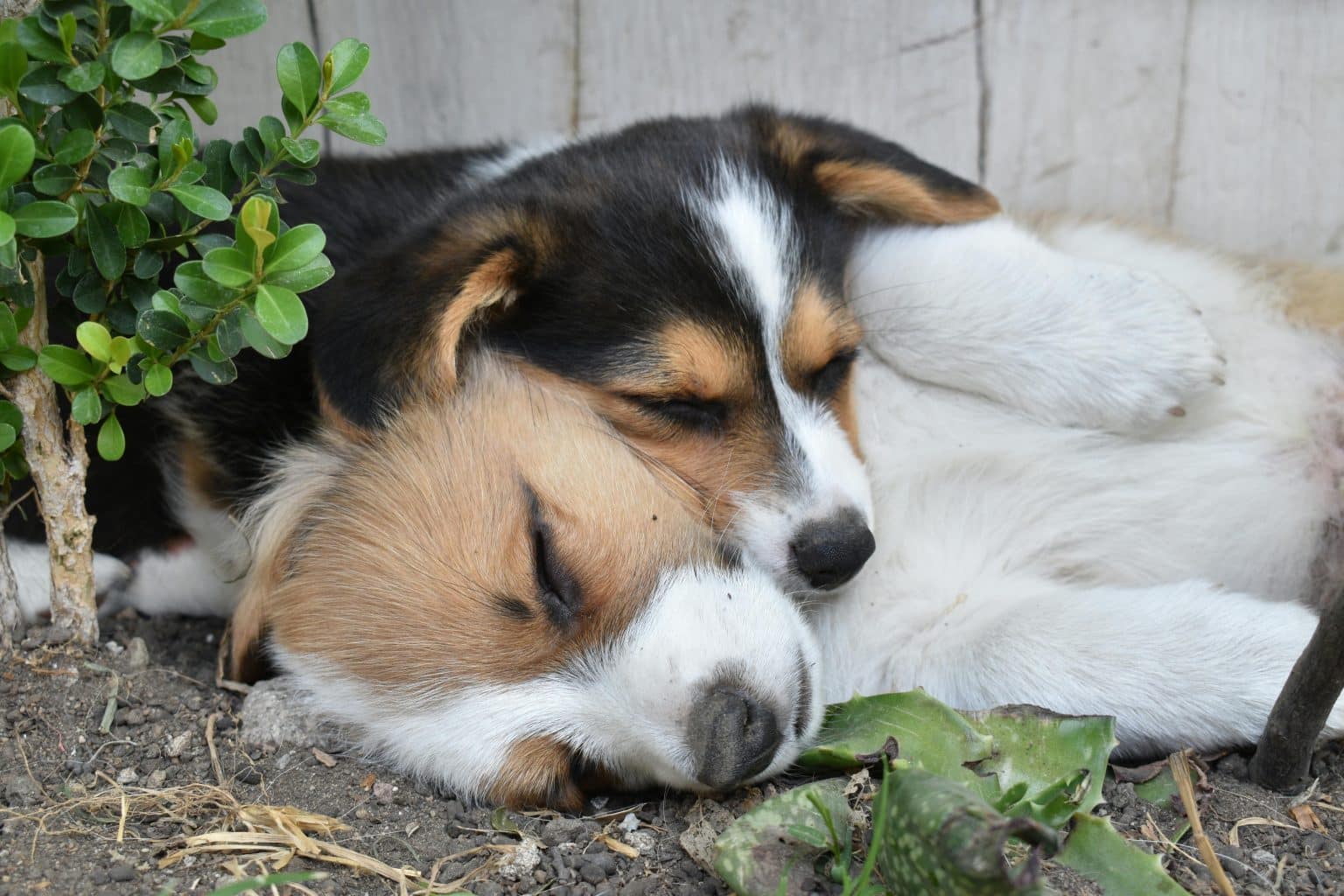 9 Reasons Your Dog Sleeps So Much (And When to Worry!) - iHeartDogs.com