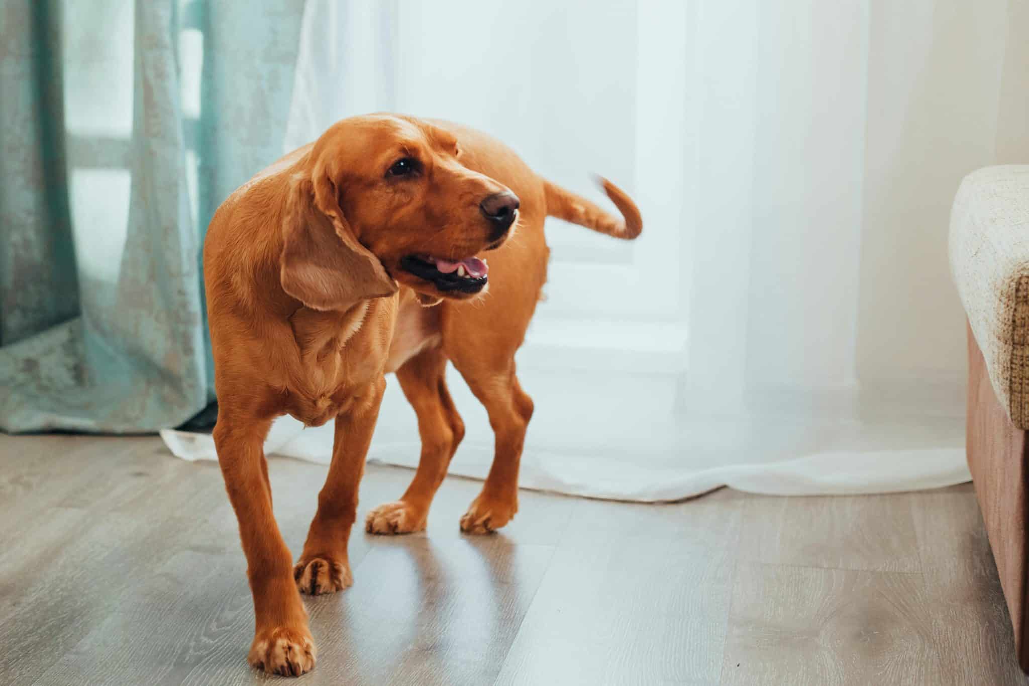 13 Funny Things Dogs Do in Private - iHeartDogs.com