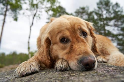 11 Subtle Signs Your Dog Is Secretly Stressed (And How to Help ...