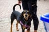 11 Dog Breeds That Have Been More Useful To Humans Than Any Other ...