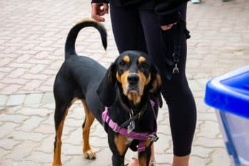 11 Dog Breeds That Have Been More Useful To Humans Than Any Other ...