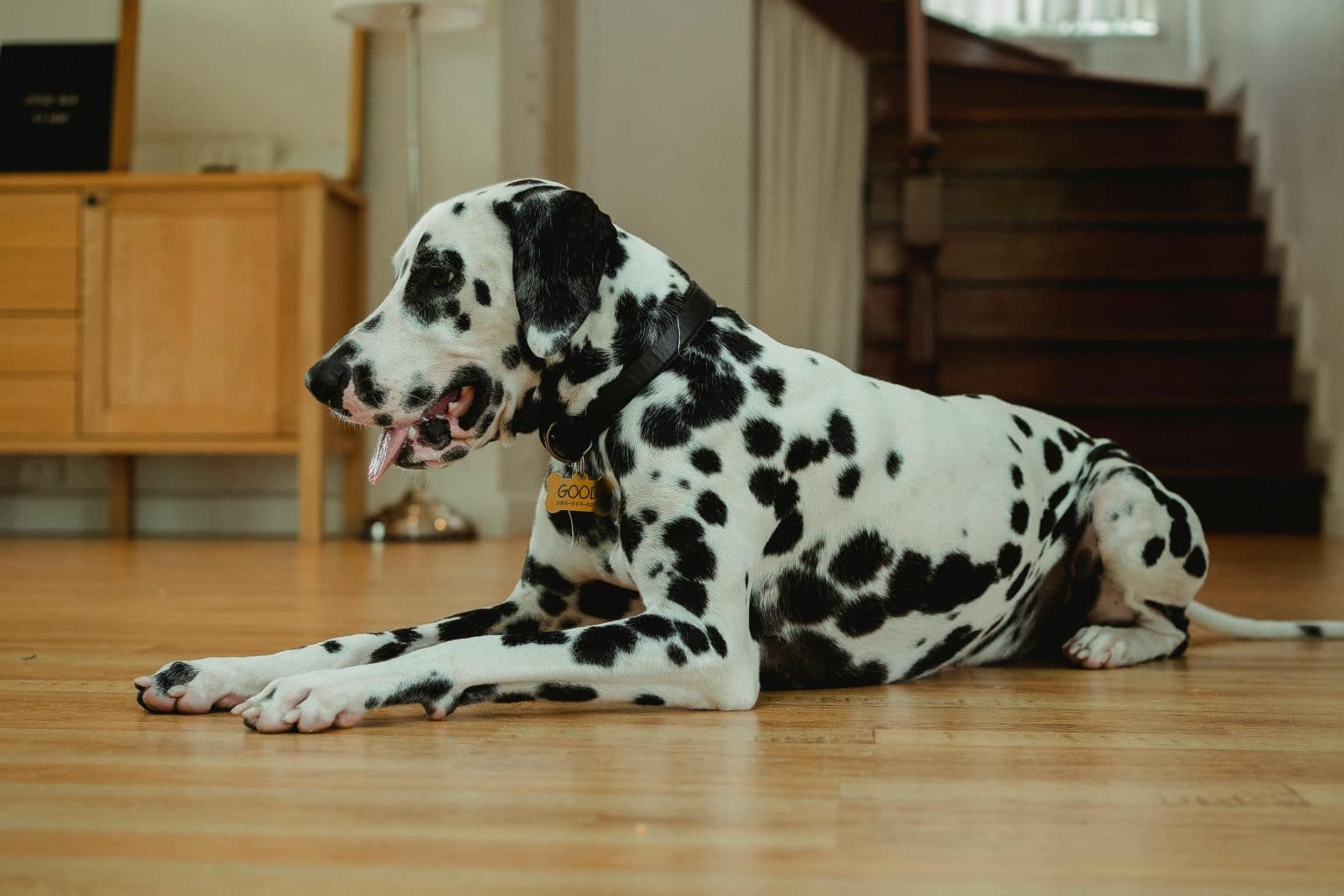 15 Dog Breeds That Have Been The Face Of Famous Brands & Mascots ...