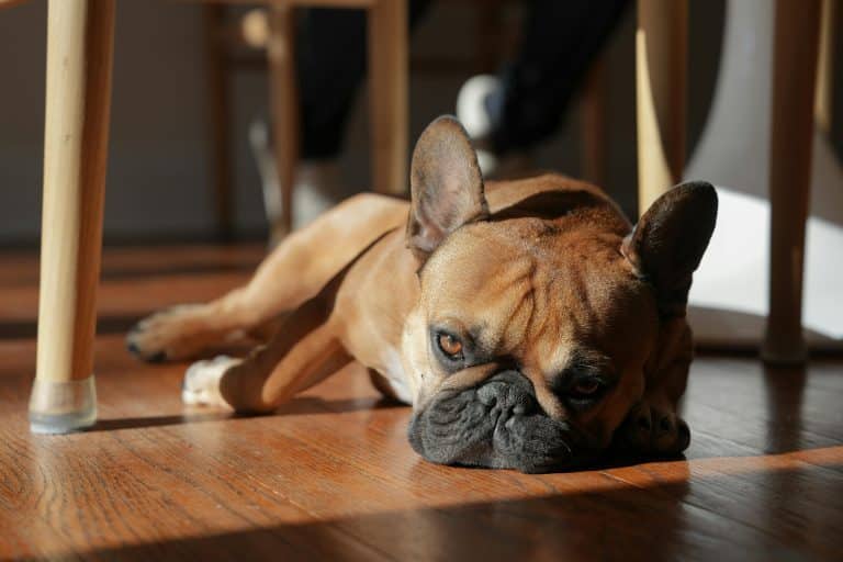 15 Hilarious Dog Moments That Prove They’re the Funniest Creatures ...