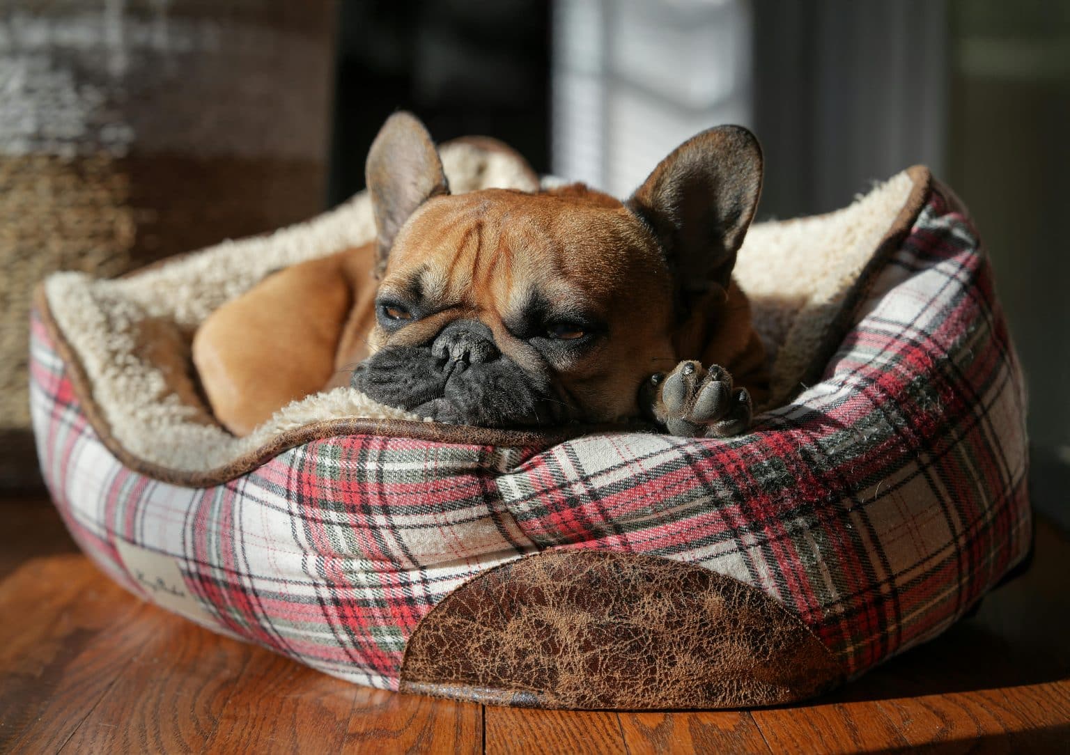 9 Reasons Your Dog Sleeps So Much (And When to Worry!) - iHeartDogs.com