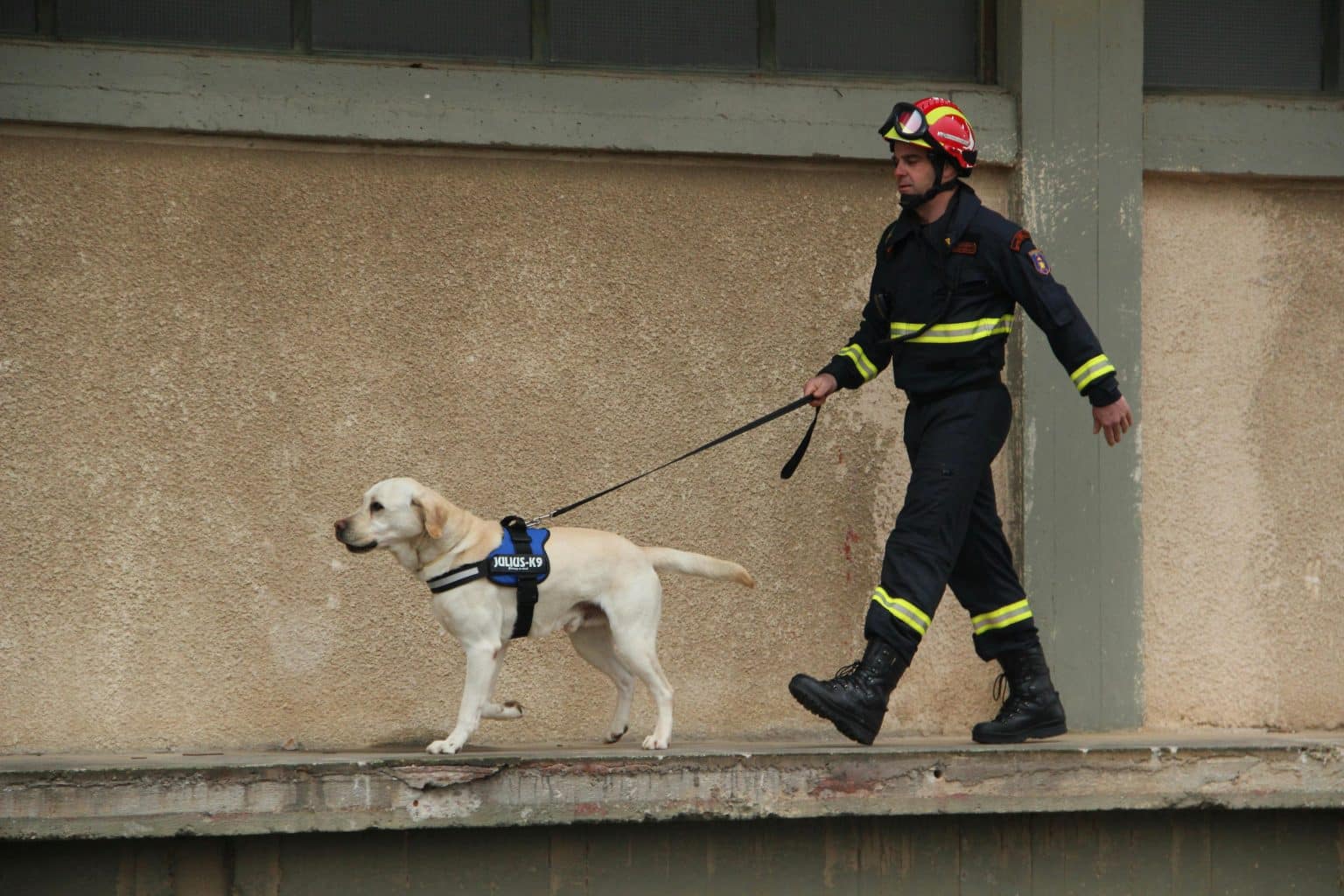 9 Dog Breeds That Have Been Essential In Search & Rescue Missions For ...