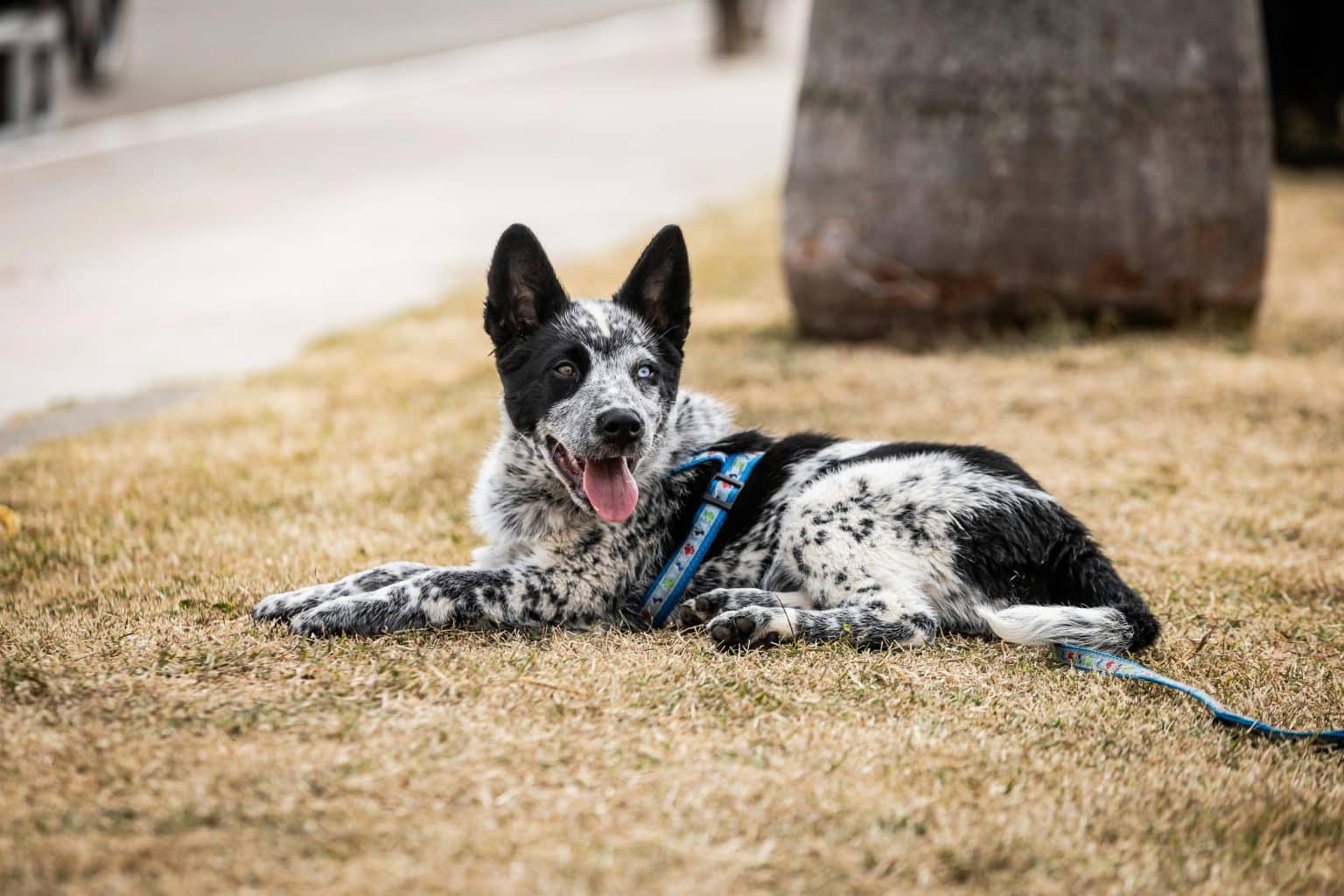 13 Top ‘Driven’ Dog Breeds With The Strongest Work Ethic - iHeartDogs.com