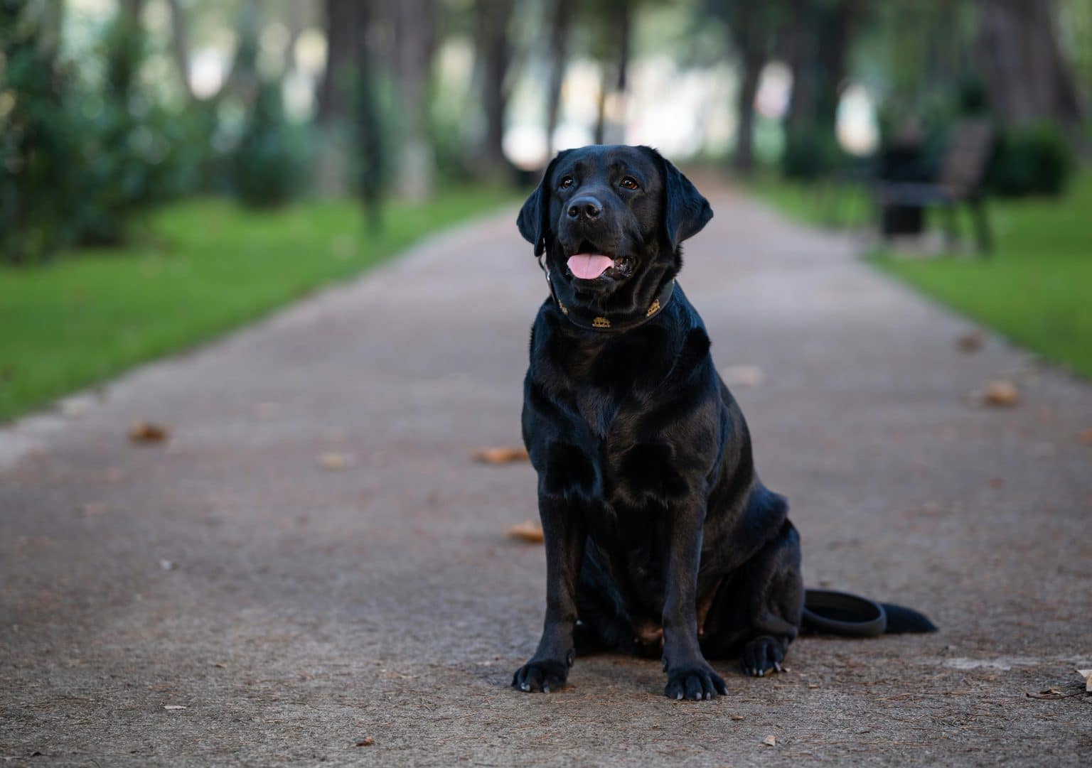 13 Ultimate Loving Dog Breeds That Will Steal Your Heart (And Your Bed ...