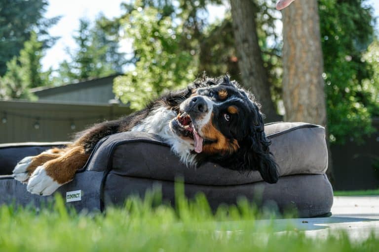 15 Best Snuggle-Loving Dog Breeds for Maximum Cuddle Sessions ...