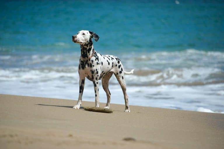 The 13 Most Iconic Canine Breeds of the ‘80s That Deserve a Comeback