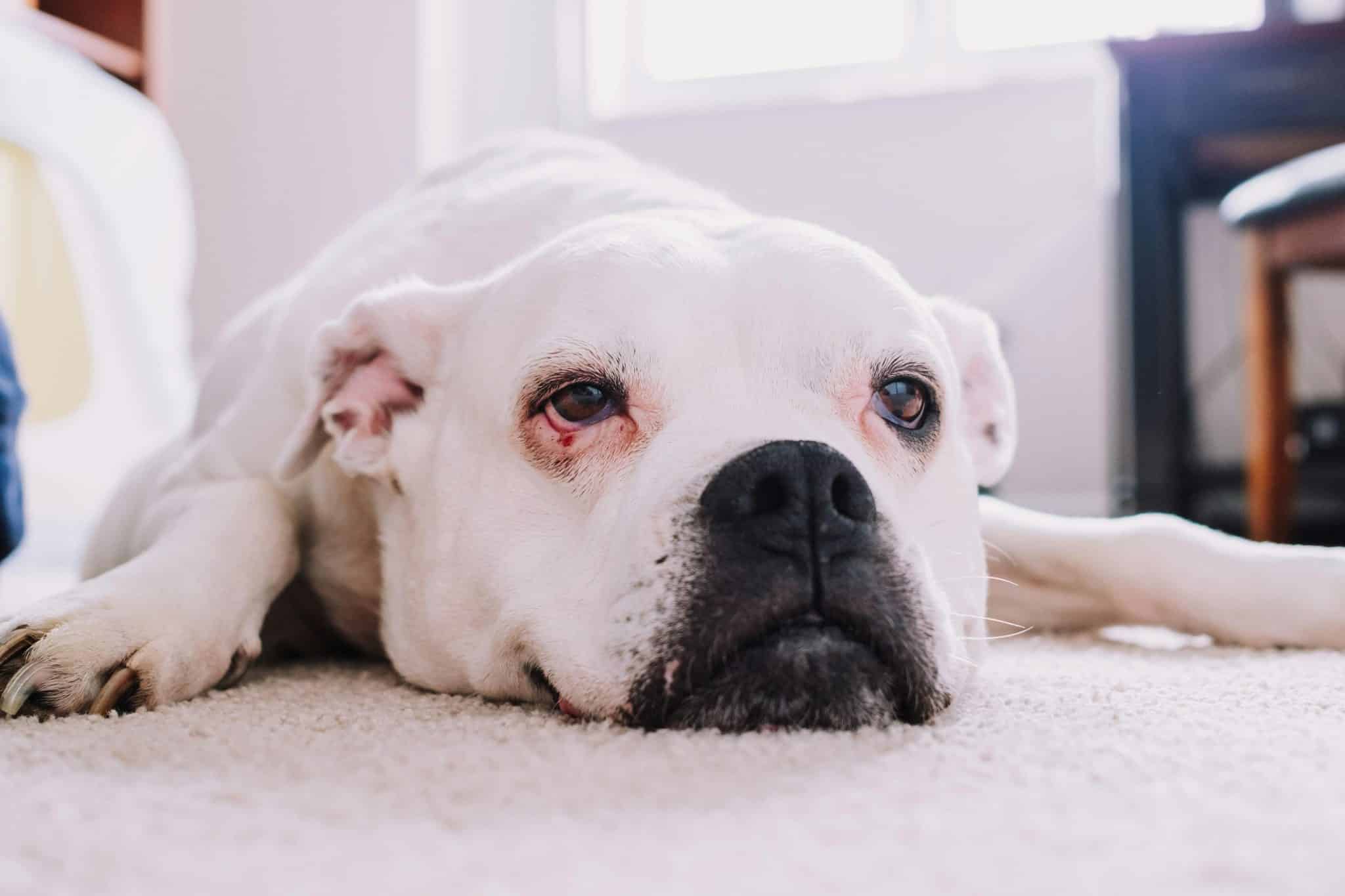 9 Sneaky Ways Dogs Communicate Without Making a Sound - iHeartDogs.com