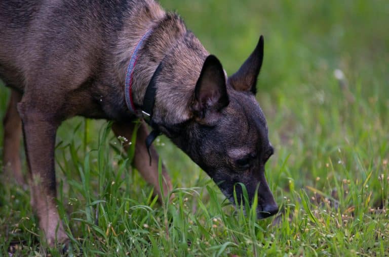 9 Reasons Your Dog Has to Smell EVERYTHING on Walks - iHeartDogs.com