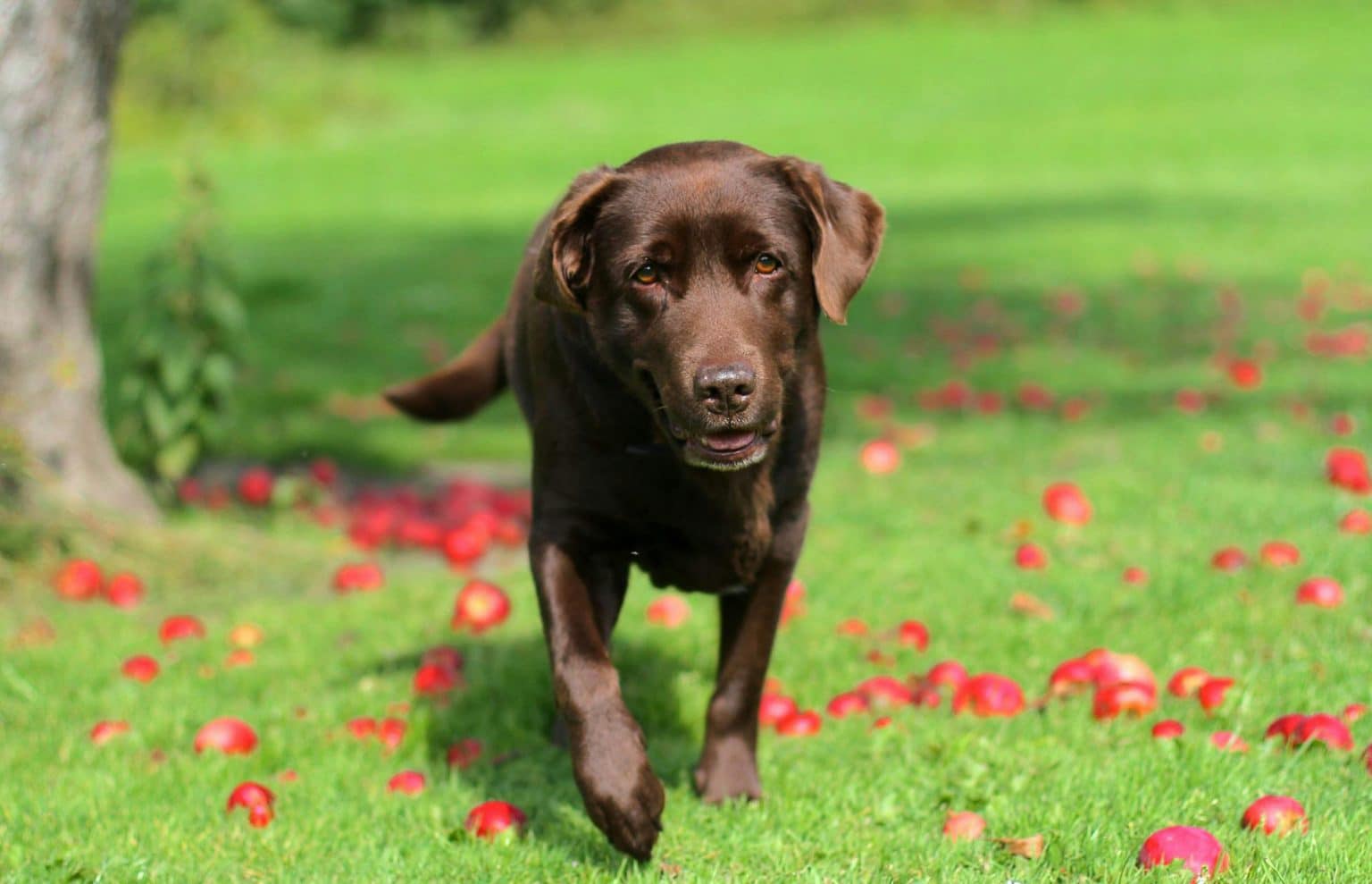 9 Best Large Dog Breeds for Families Who Love Big Cuddles - iHeartDogs.com