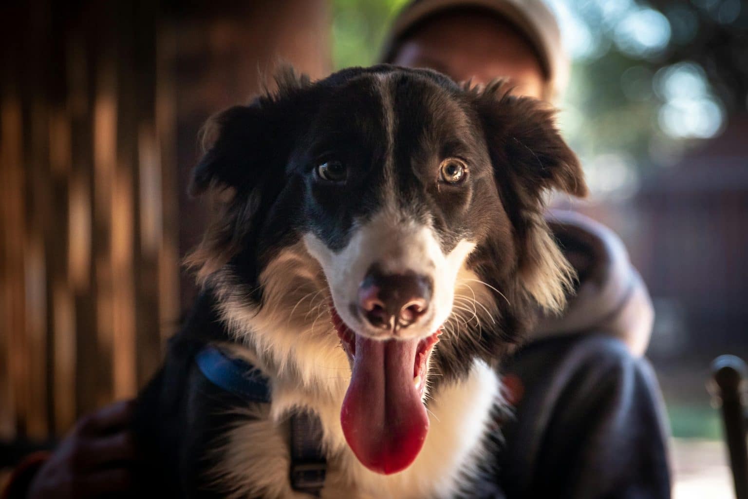 11 Dog Breeds That Have Been More Useful To Humans Than Any Other ...