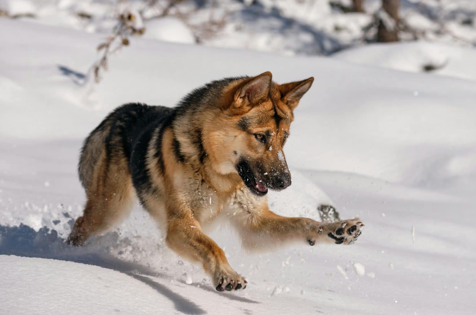 11 Dog Breeds That Have Been More Useful To Humans Than Any Other ...