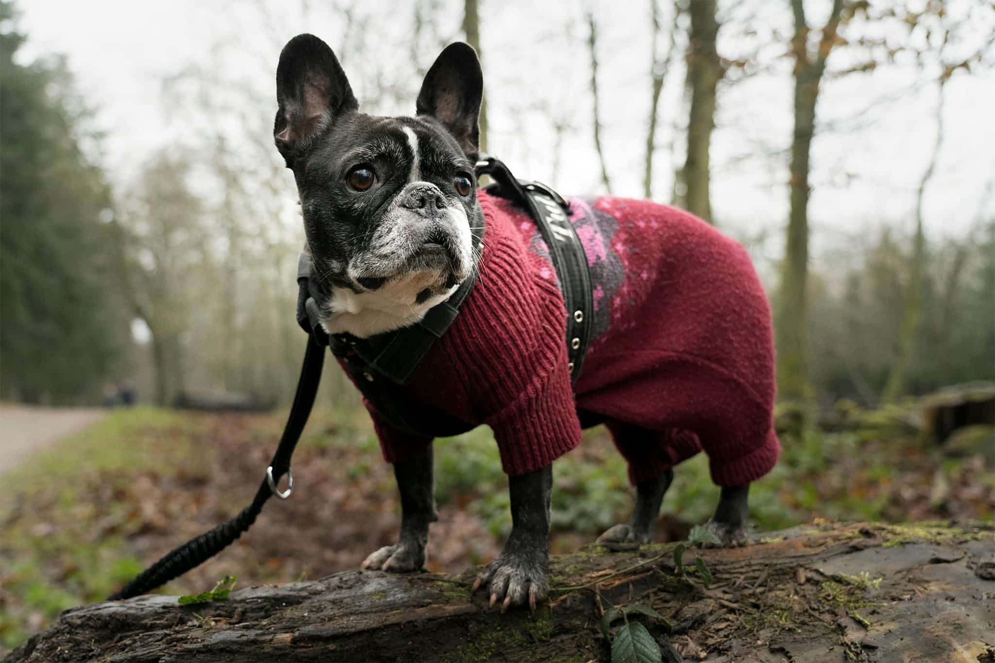 13 Small Dog Breeds That Are Basically Big Dogs in Tiny Bodies ...